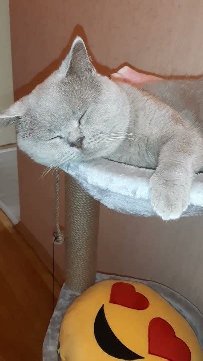 Феликс добрый кот💚 Царь отдыхает😊😻 милыекотики Youtube