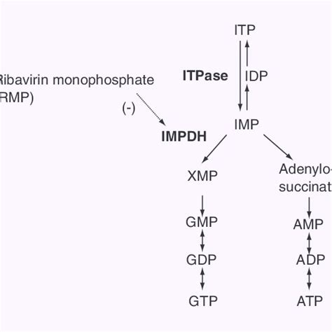 Itp To Gtp Atp Biochemical Pathway Download Scientific Diagram
