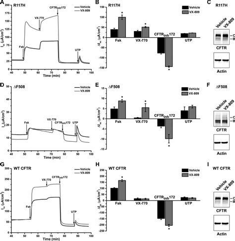 R117h Cftr Activity In Polarized Cfbe Cells Is Increased Several Fold Download Scientific