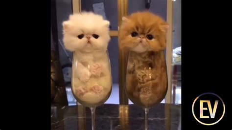 Funny And Cute Cats Compilation 2019 V 3 Epic Video Studio Youtube
