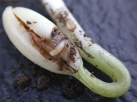 Bean Seed Fly Garden Pests And Diseases Gardening Tips Thompson