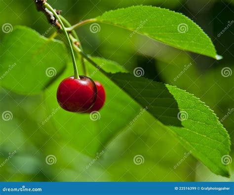 Red Sweet Cherry Stock Image Image Of Healthy Delicious 22516399
