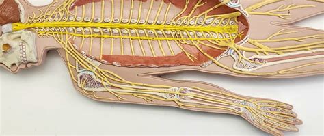 Nerve And Nerve Plexus Model 2 Upper Limb And Lower Limb Nerves