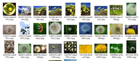 Classifying The Type Of Flowers Using Cnn