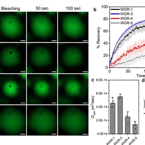 Strength Of Intermolecular Interactions Affects Peptide Droplet