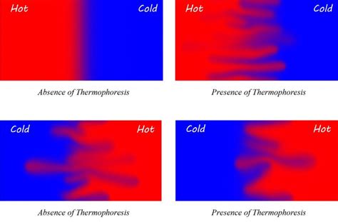 Dual Effects Of Thermophoresis And Brownian Diffusion On Nanoparticle