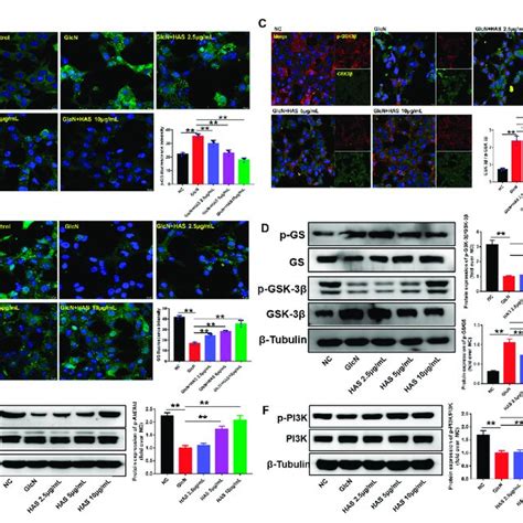 Effects Of Has On Expression Of Pi3kaktgsk 3β Signaling Pathway