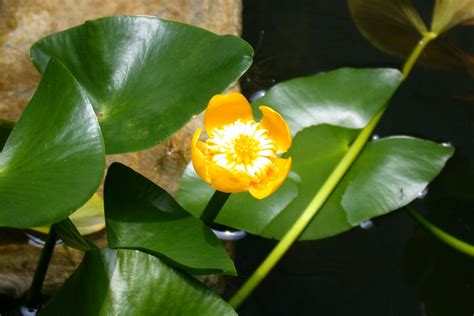 Nuphar Japonica A Photo On Flickriver