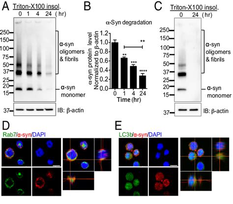 Figure 1 From Nk Cells Clear Alpha Synuclein And The Depletion Of Nk