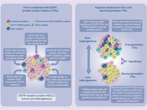 Egfr Mutation Lung Cancer
