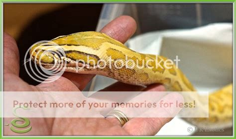 The African Rock Python Thread Page 34 Reptile Forums