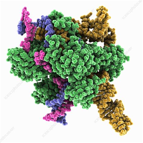 Crispr Cas9 Complexed With Rna And Dna Illustration Stock Image C062 5569 Science Photo