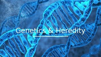 Genetics Heredity Powerpoint By Sally Harn TPT