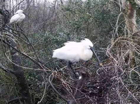 Tien Kleine Eieren Vogelbescherming