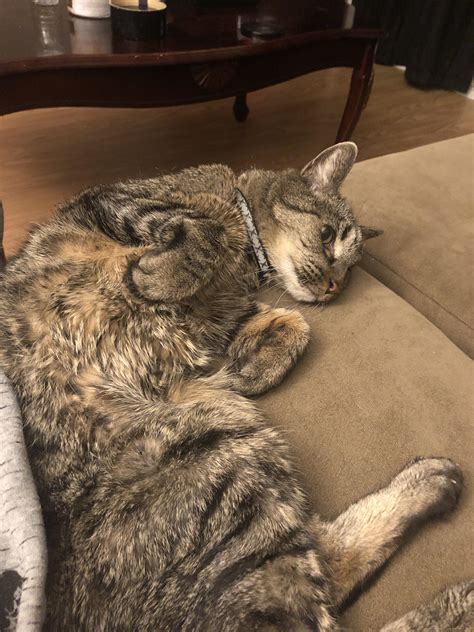 Hes My Roommates Cat But Weve Bonded And He Now Insists I Give Him