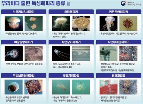 우리나라 독성 해파리 종류와 분포상황 확인 방법
