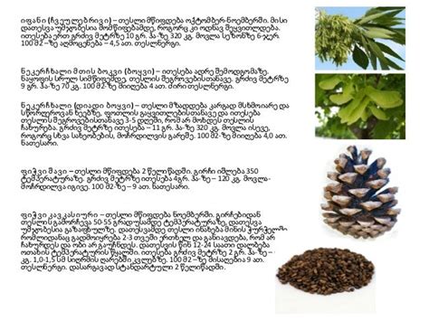 ტყის აღდგენა