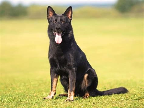 Bi Color German Shepherd What You Need To Know Before Owning One