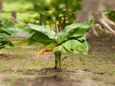 Vastu Plant घर की इस दिशा में रखे तुलसी मनी प्लांट समेत ये पौधे बना