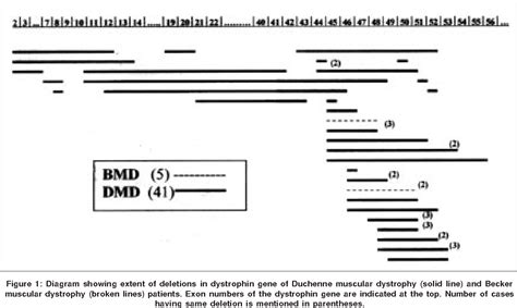 Figure 1 From Analysis Of Dystrophin Gene Deletions By Multiplex Pcr In