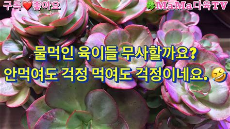 🍀202485 물먹인 육이들 무사할까요 안먹여도 걱정 먹여도 걱정이네요🤣 Youtube