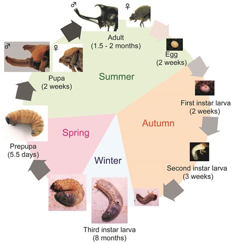 Hercules Beetle Life Cycle
