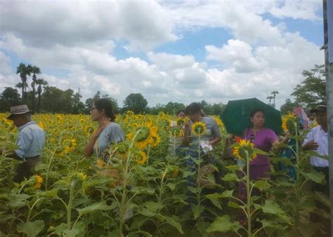 ကျောက်ဆည်မြို့နယ်တွင် ရေဆင်း ၁ စပ်မျိုးနေကြာ မျိုးစေ့ထုတ်စိုက်ခင်းအား ထုံးဘိုရိတ်သိမ်းချိန်လွန