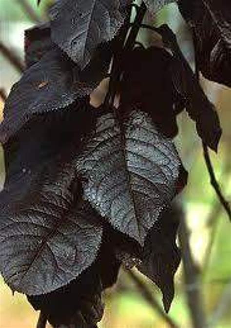 Prunus Thundercloud Pb18 Big Jims Garden Centre