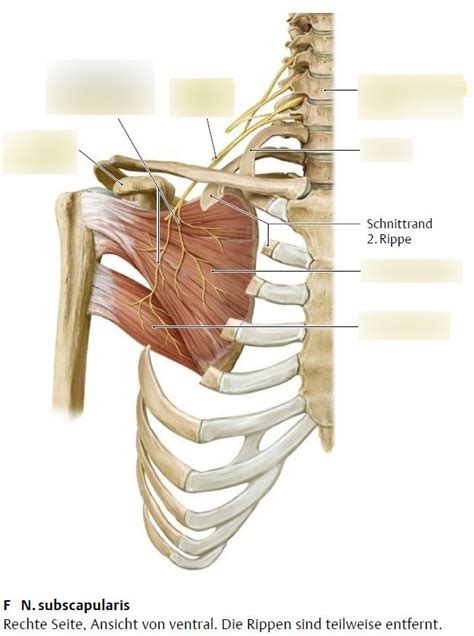 010 Nnn N Subscapularis Diagram Quizlet