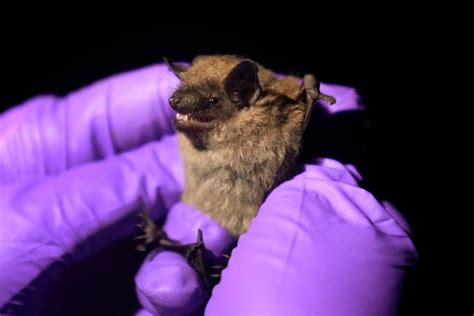 Denver Finds First Rabies Positive Bats Of 2025 Heres Where And What