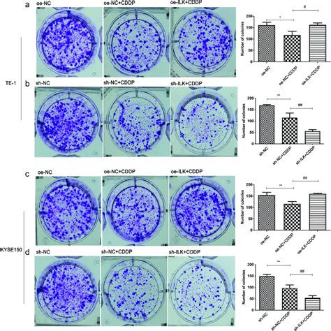 Effects Of Ilk On The Proliferation Of Escc Cells Toward Cddp A B