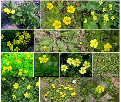 簇生委陵菜potentilla Turfosa拉丁名学名属名科名植物生活型图片