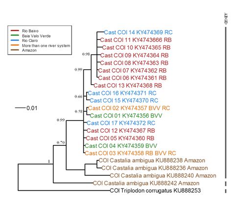 Bayesian Phylogenetic Analysis Showing The Relationships Among The Coi