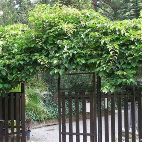 Buy Hardy Kiwi Actinidia Arguta 15 Seeds Online Seeds