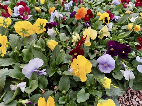 Pansies Named Newest Texas Superstar Agrilife Today