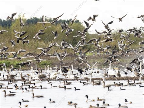 Flock Of Greylag Geese Taking Off Stock Image C058 1804 Science