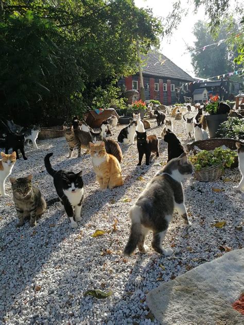 Cats Artofit