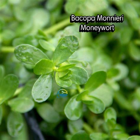 Jual Bacopa Monnieri Moneywort 100pcs Tanaman Air Aquascape Shopee