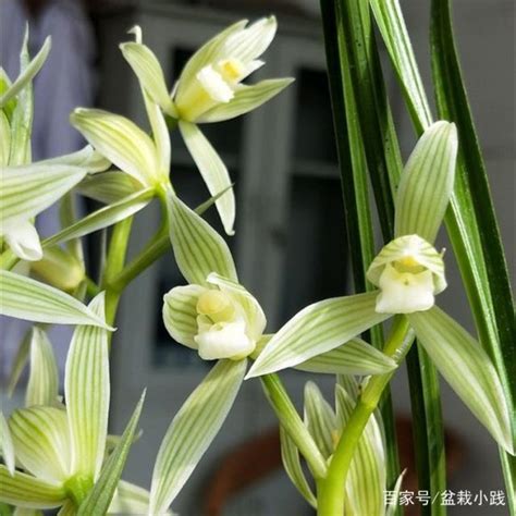 春天养兰花，要学会“翻盆”，牢记2个“技巧”，盆盆冒钢芽百科ta说