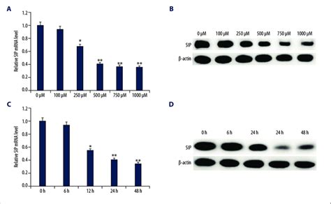 Sip Expression In Mmp Treated C6 Cells C6 Cells Were Treated With Download Scientific