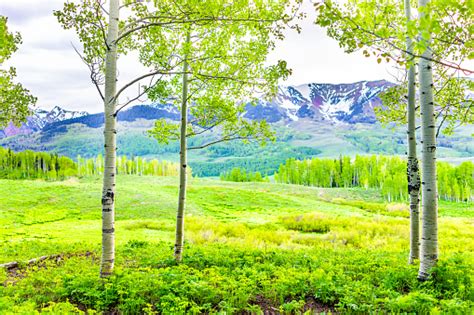 Snodgrass 트레일 숲 가장자리 Crested Butte 콜로라도 공원 바위 산과 여름에는 녹색 아스펜 나무의 전경과