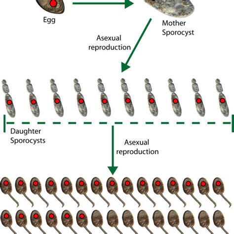 Natural Life Cycle Of The Digenean Plagiorchis Elegans Neorickettsia