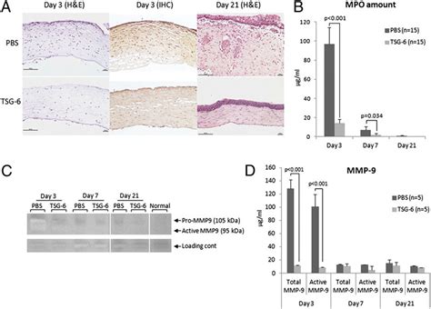 Tsg 6 Reduced Inflammation In The Cornea Following Injury A