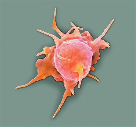 Platelets In Blood
