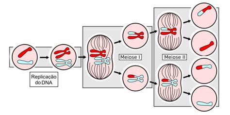 Descubra Tudo Sobre Mitose E Meiose Artofit