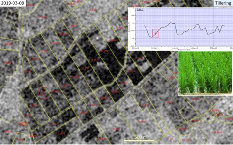Rice Mapping Using Time Series Ai Algorithms A Sar Based Approach Eofactory Blog