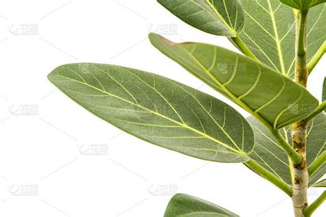 室内植物孤立在白色