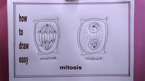 How To Draw Mitosisanaphase Drawing Youtube
