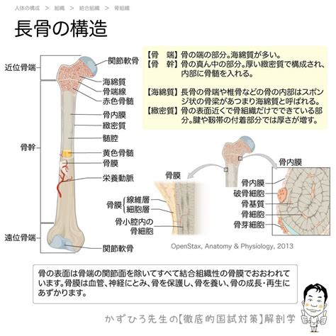 【長骨の構造】 骨端：骨の端の部分。海綿質が多い 骨幹：骨の真ん中の部分。厚い緻密質で構成され内部に骨髄を入れる。 海綿質：長骨の骨端や椎骨