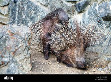 Indian Crested Porcupine Hystrix Indica Dangerous Mating Penis Stock